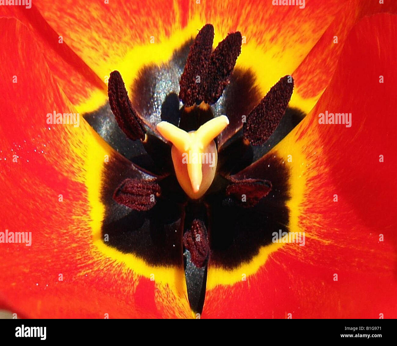 Parts of a flower head hi-res stock photography and images - Alamy