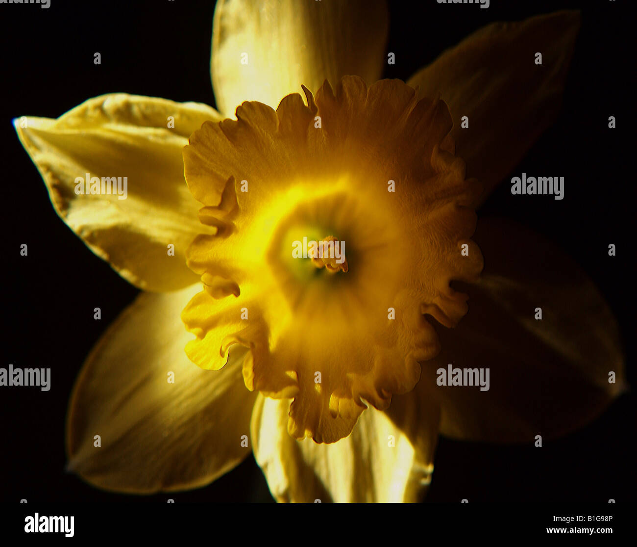 Overhead view of a yellow flower in detail Stock Photo - Alamy