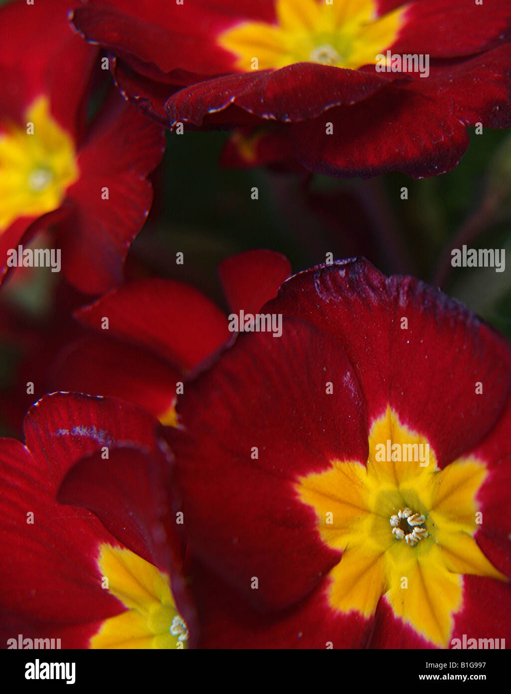 Overhead view of a flowers in detail Stock Photo - Alamy