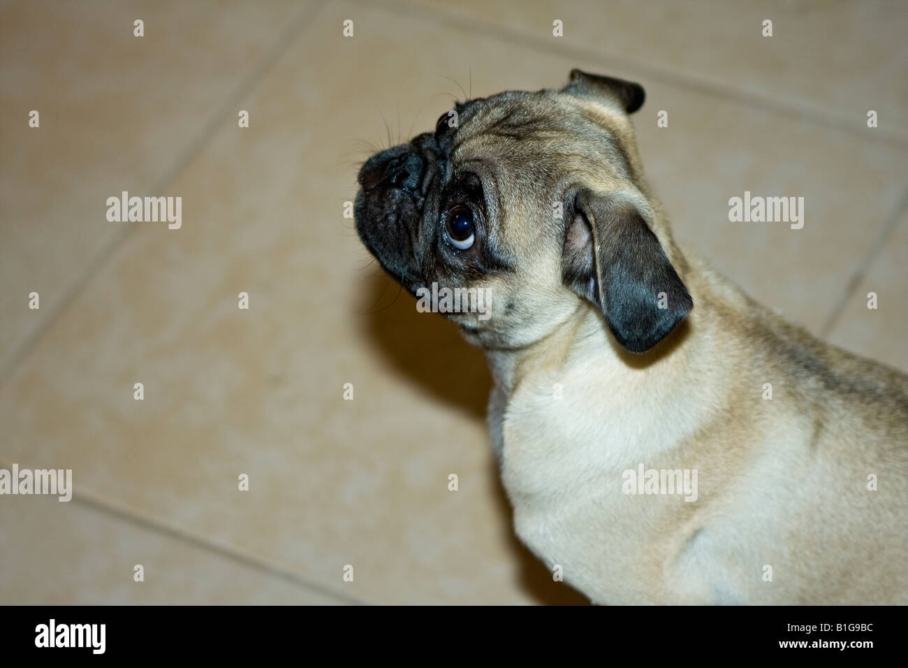 Chinese pug hi-res stock photography and images - Alamy