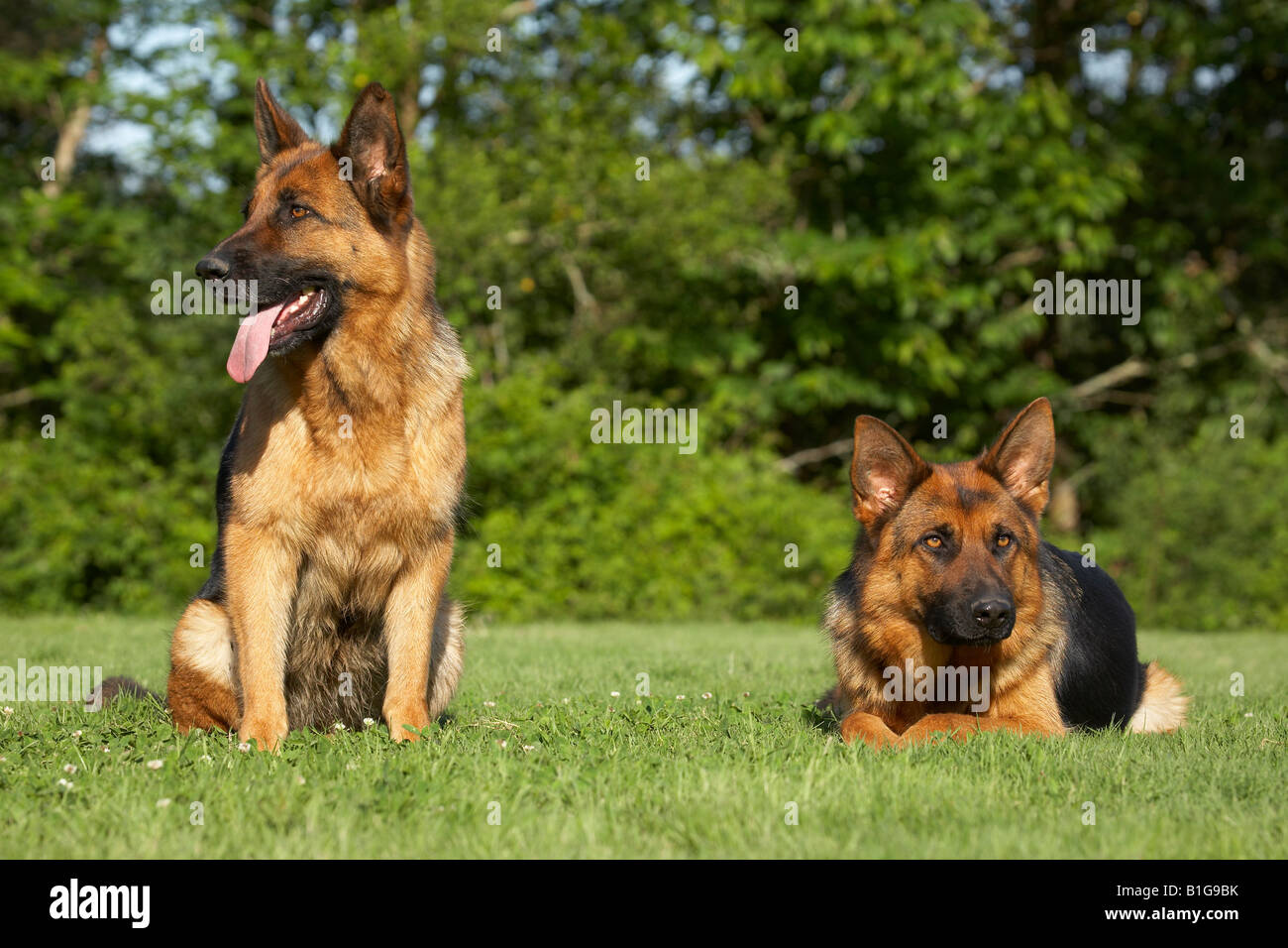 Dog pack variety hi-res stock photography and images - Alamy