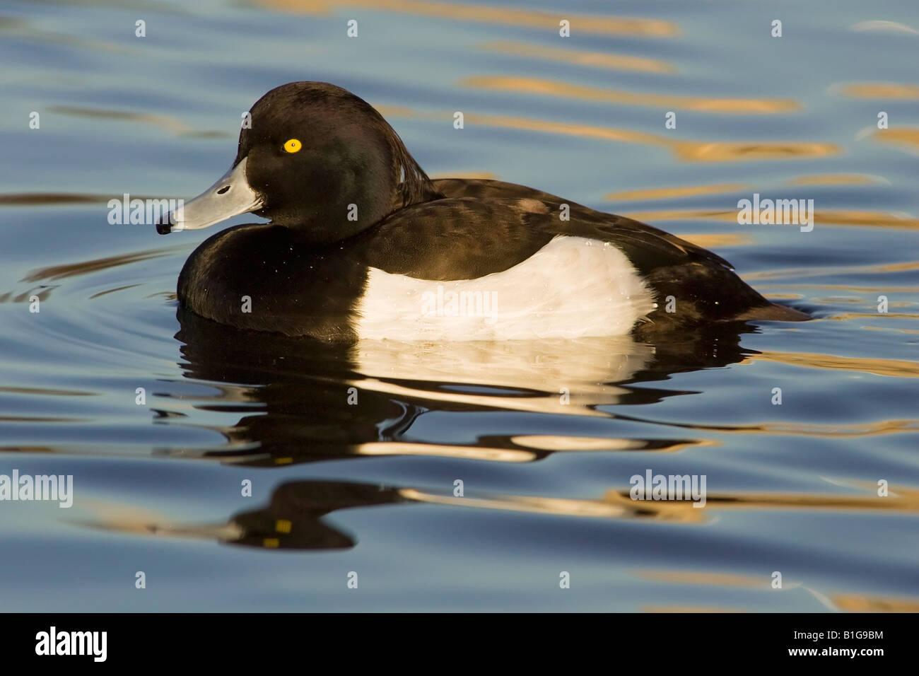 Male turnstone hi-res stock photography and images - Alamy