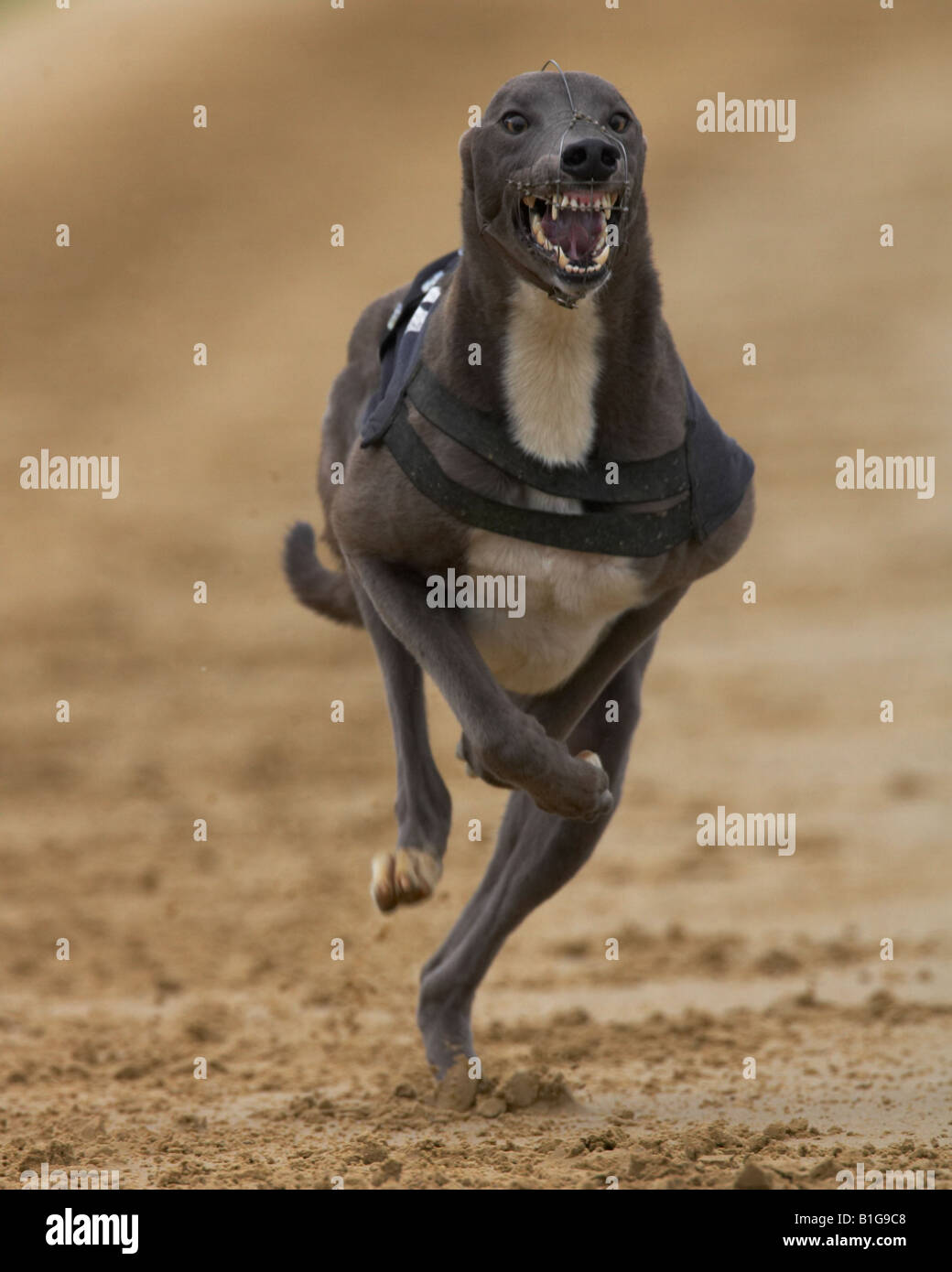 Greyhound dog racing Stock Photo - Alamy