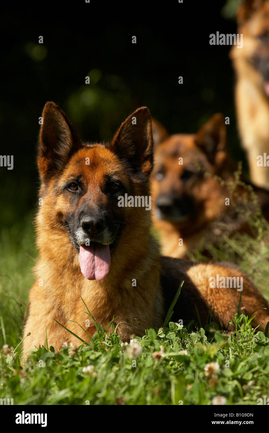 German Shepherd portrait Stock Photo - Alamy