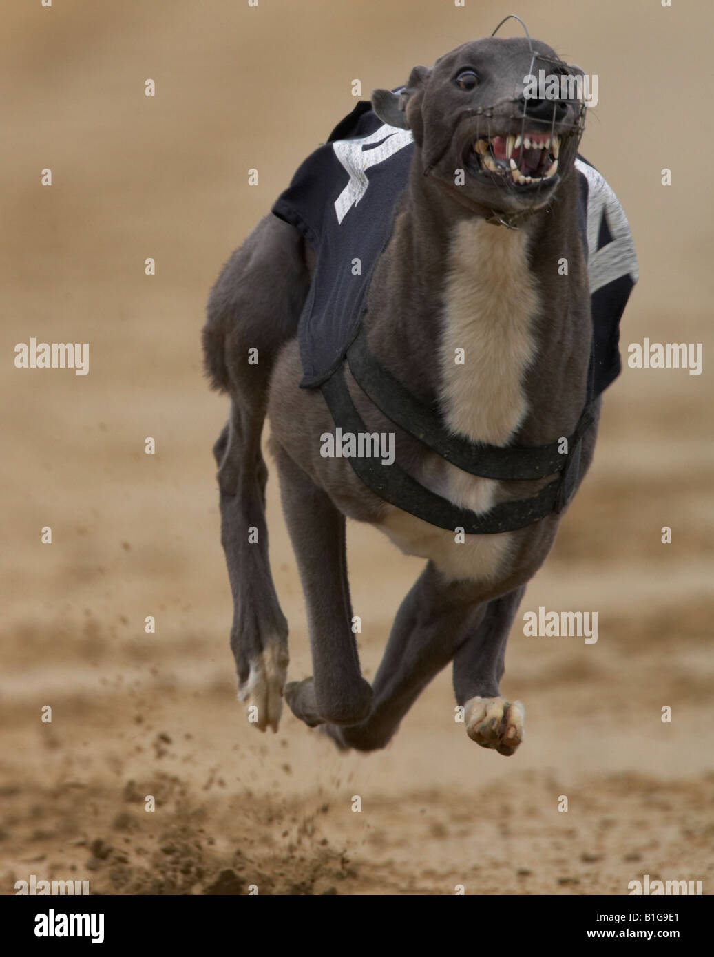 Greyhound dog racing Stock Photo - Alamy