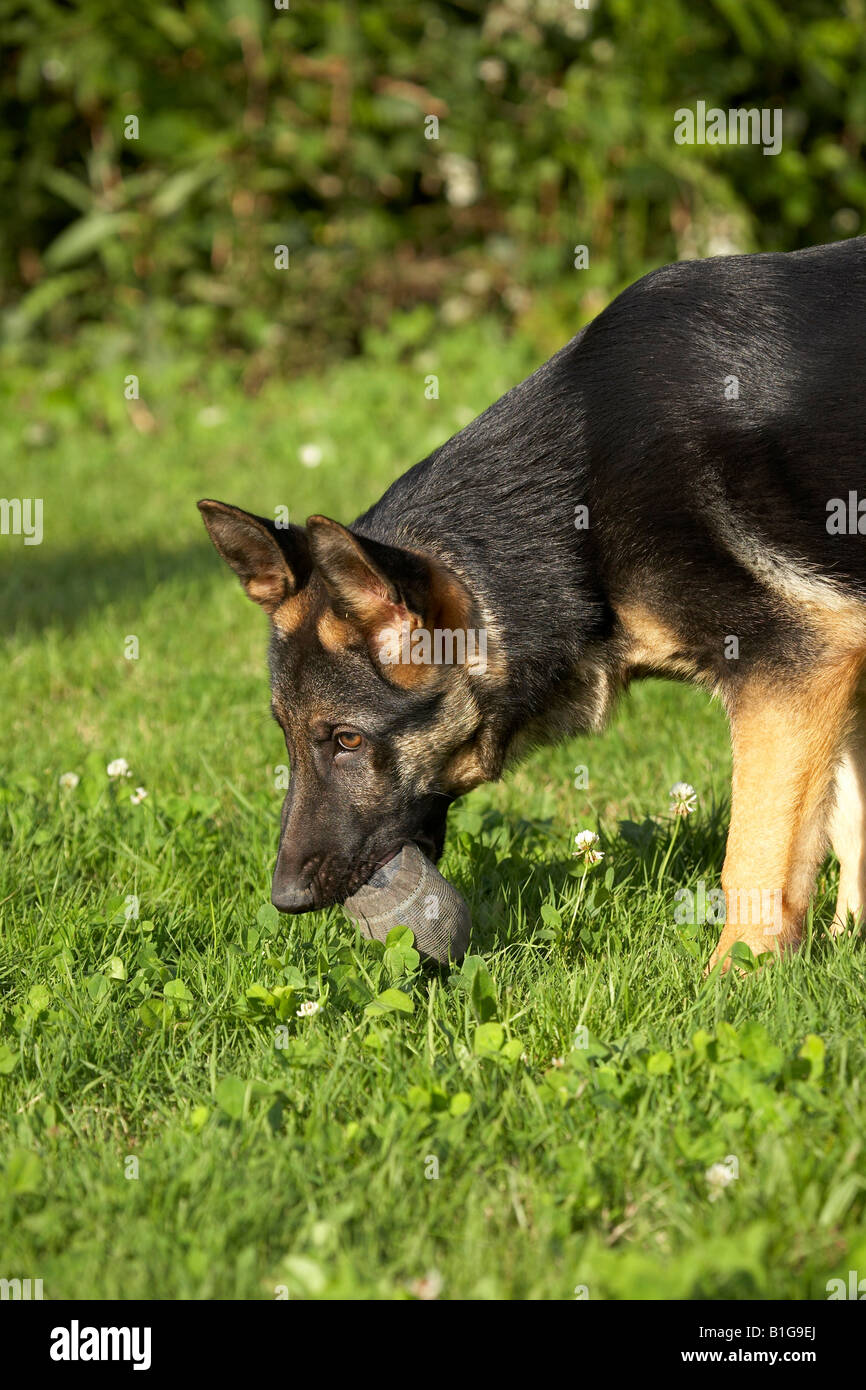 Cute playful german shepherd puppies hi-res stock photography and ...