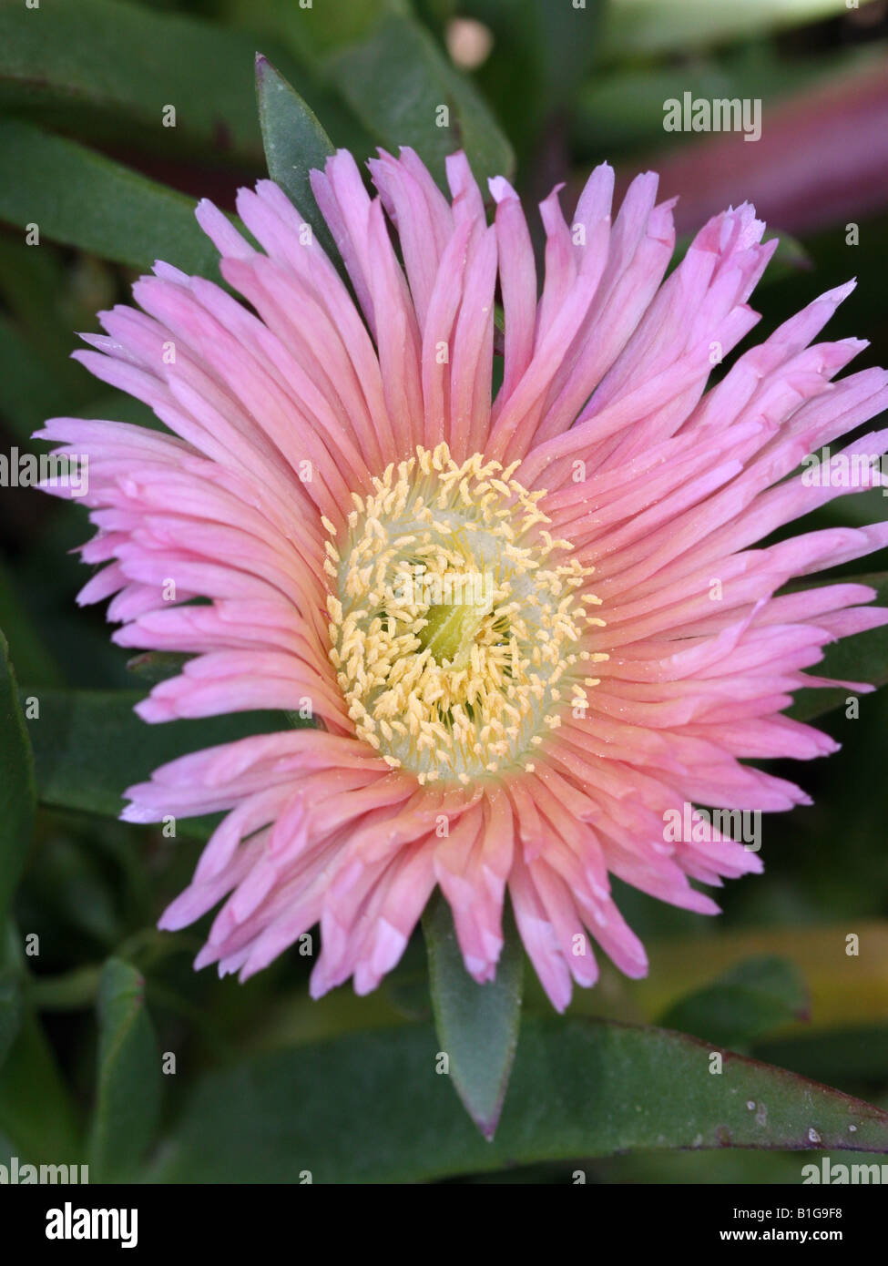 Livingstone daisy hi-res stock photography and images - Alamy