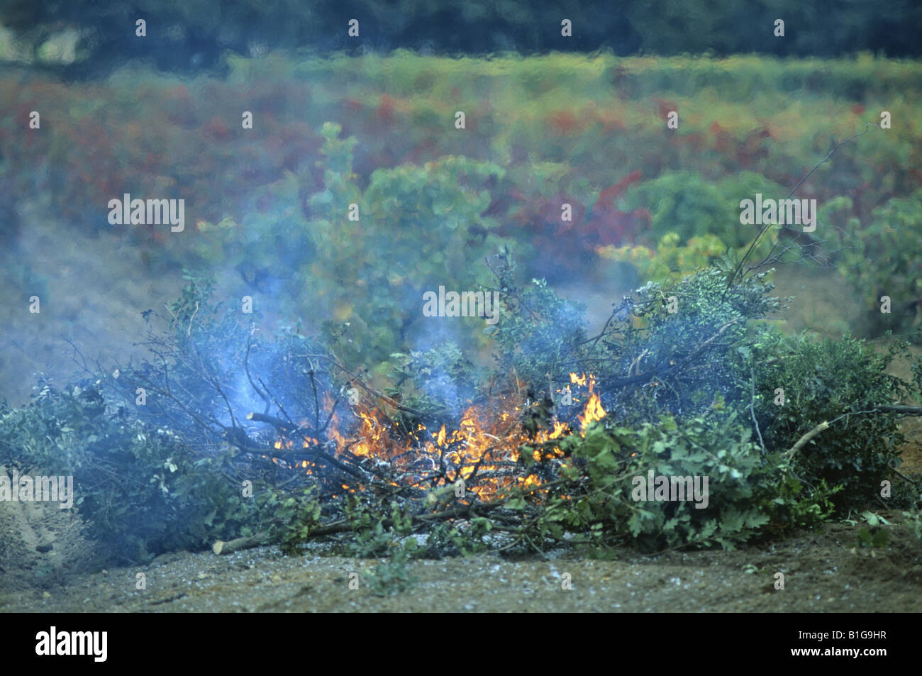Fire burning grapevines in a vineyard in Provence France Stock Photo ...