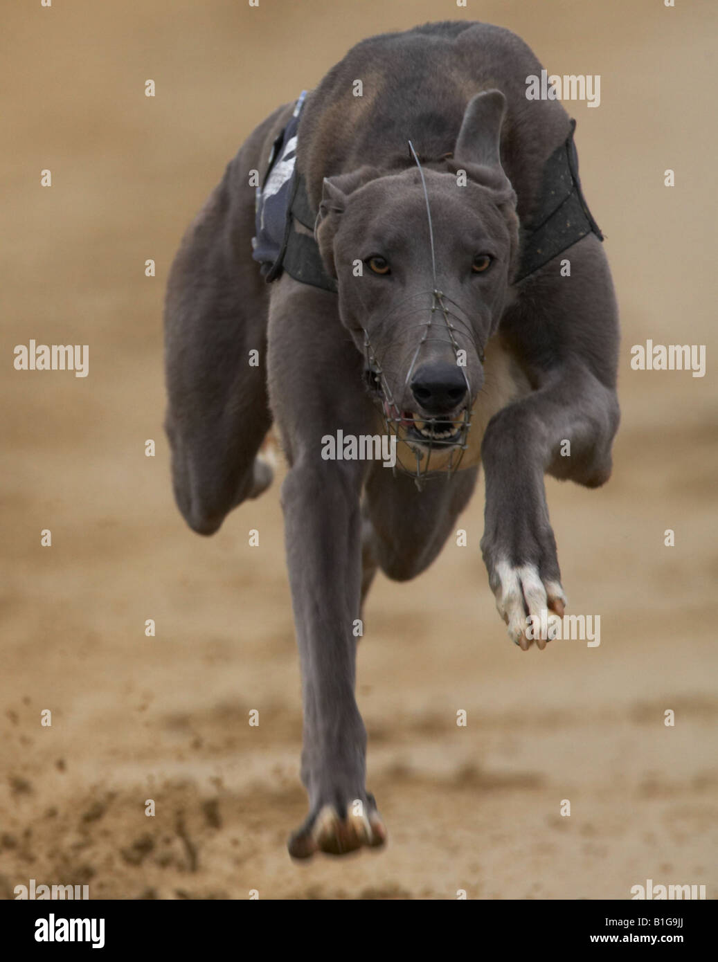Greyhound dog racing Stock Photo - Alamy