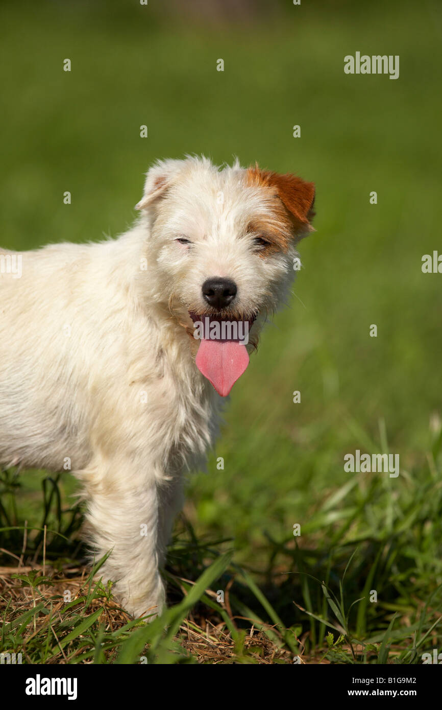 Portrait of a Parson Russel Terrier Stock Photo - Alamy
