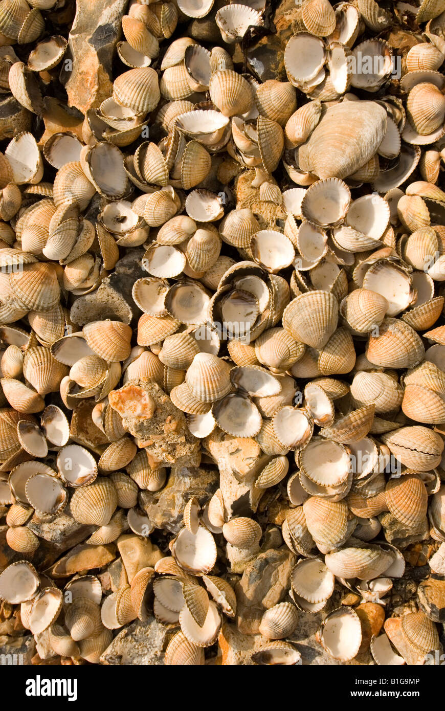 shells on a beach Stock Photo - Alamy