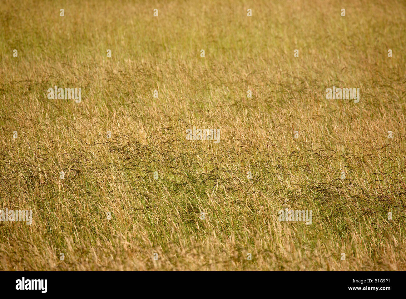 Hay field in spring Stock Photo - Alamy
