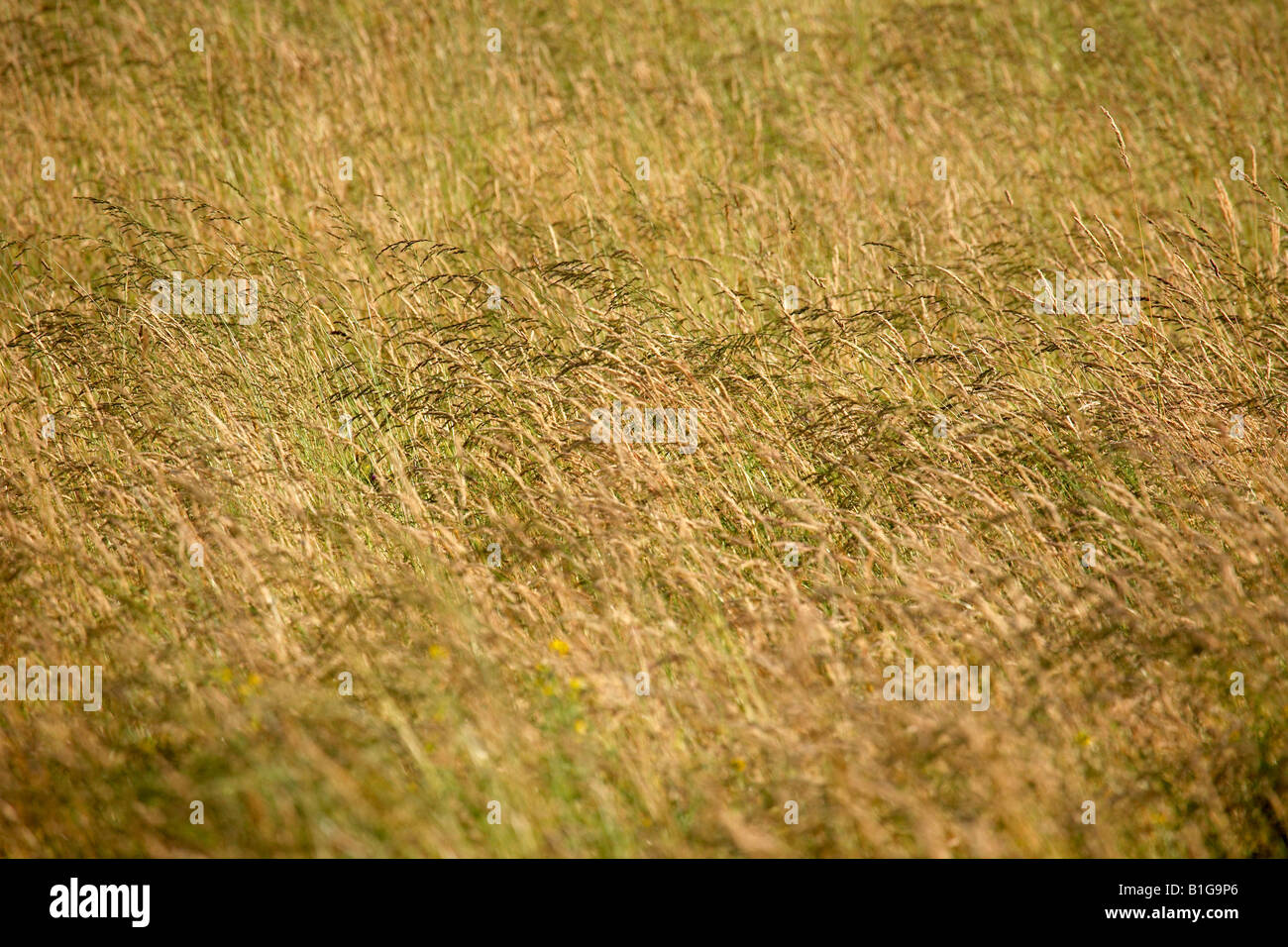 Hay field in spring Stock Photo - Alamy