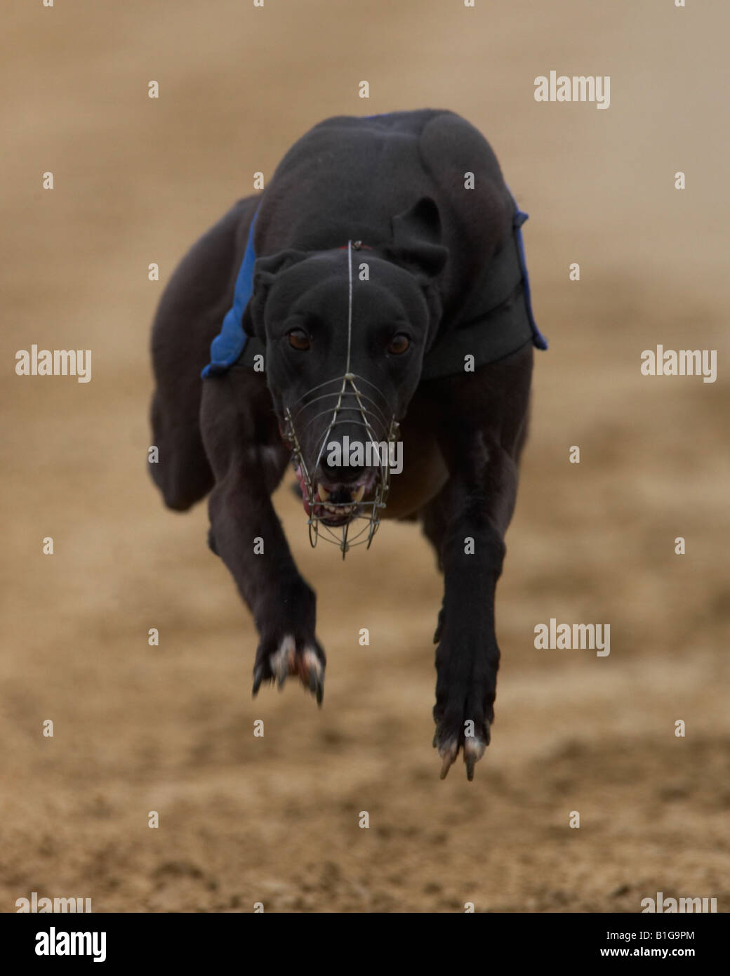 Greyhound dog racing Stock Photo - Alamy