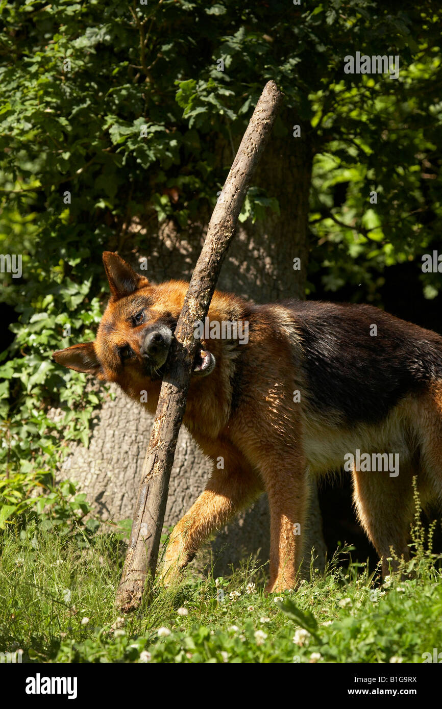 German Shepherd playing with a branch Stock Photo - Alamy