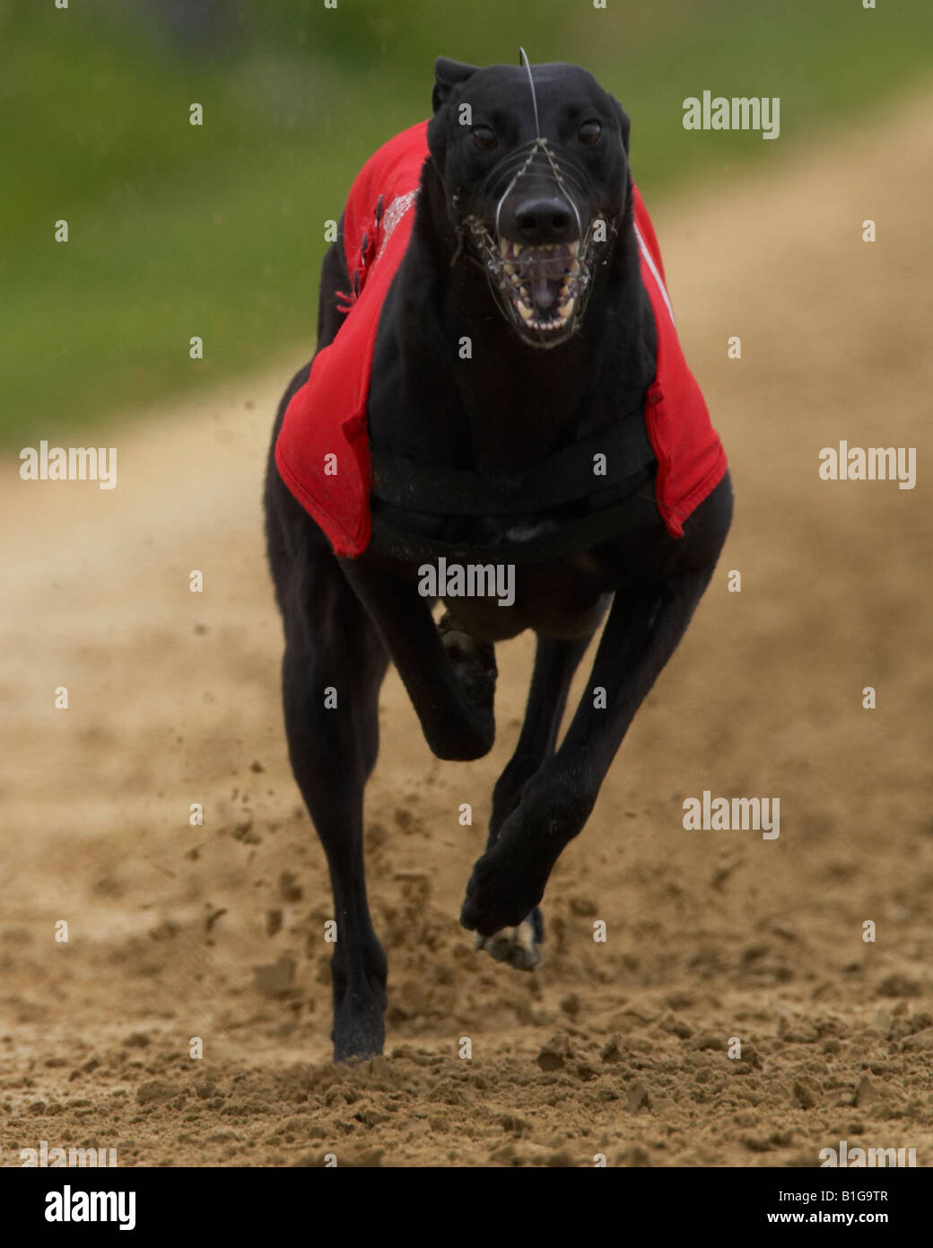 Greyhound dog racing Stock Photo - Alamy