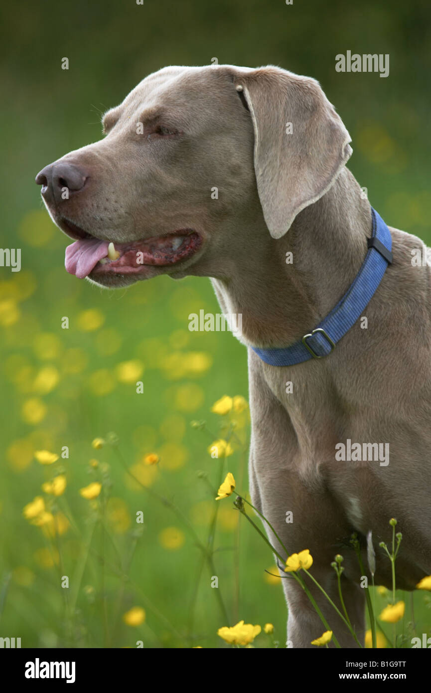 Dog buttercup hi-res stock photography and images - Alamy
