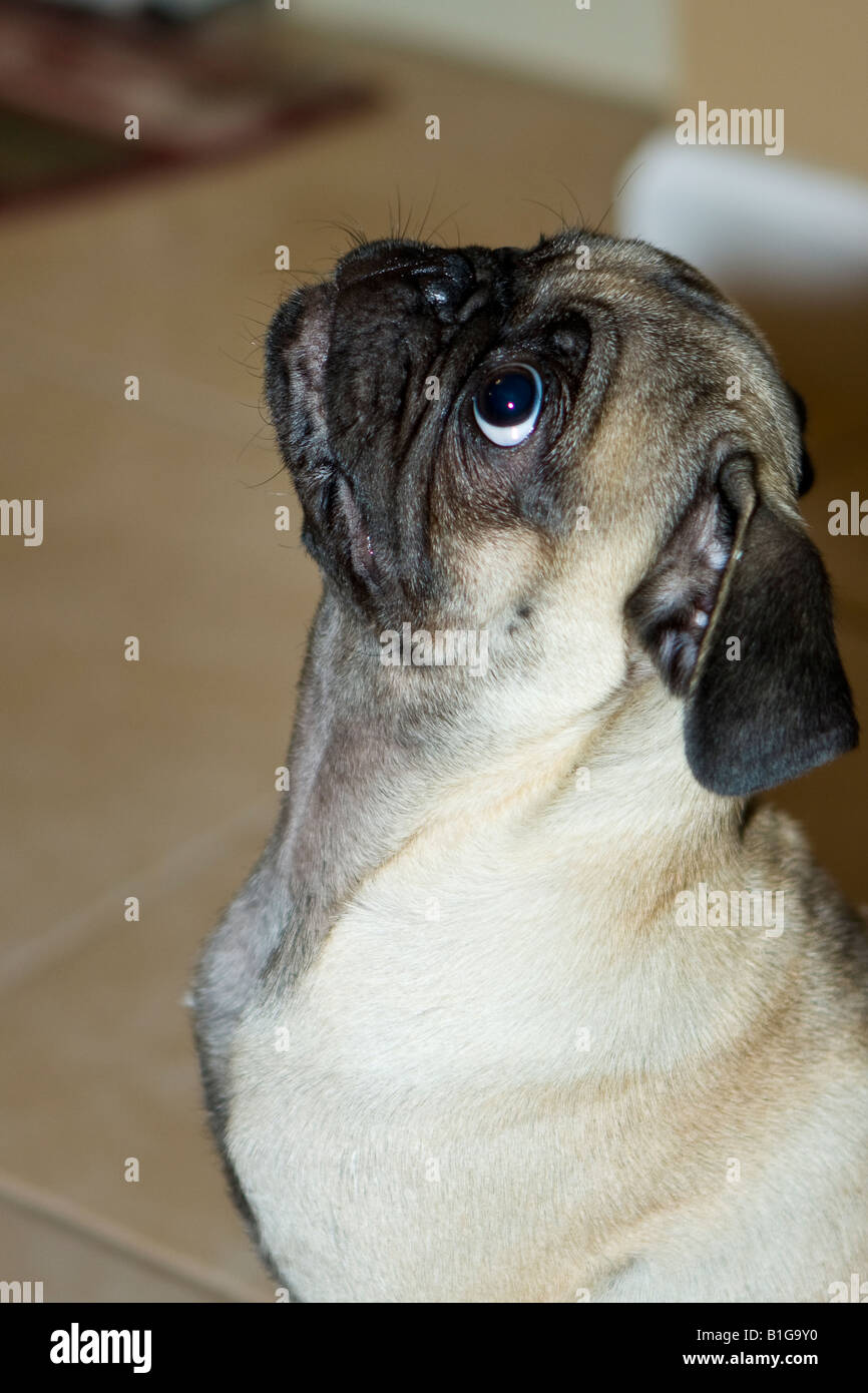 Pug Dog Portraits Stock Photo - Alamy