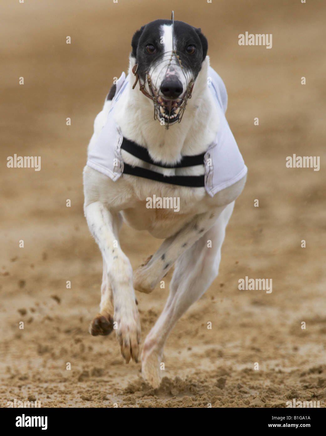 Greyhound dog racing Stock Photo - Alamy