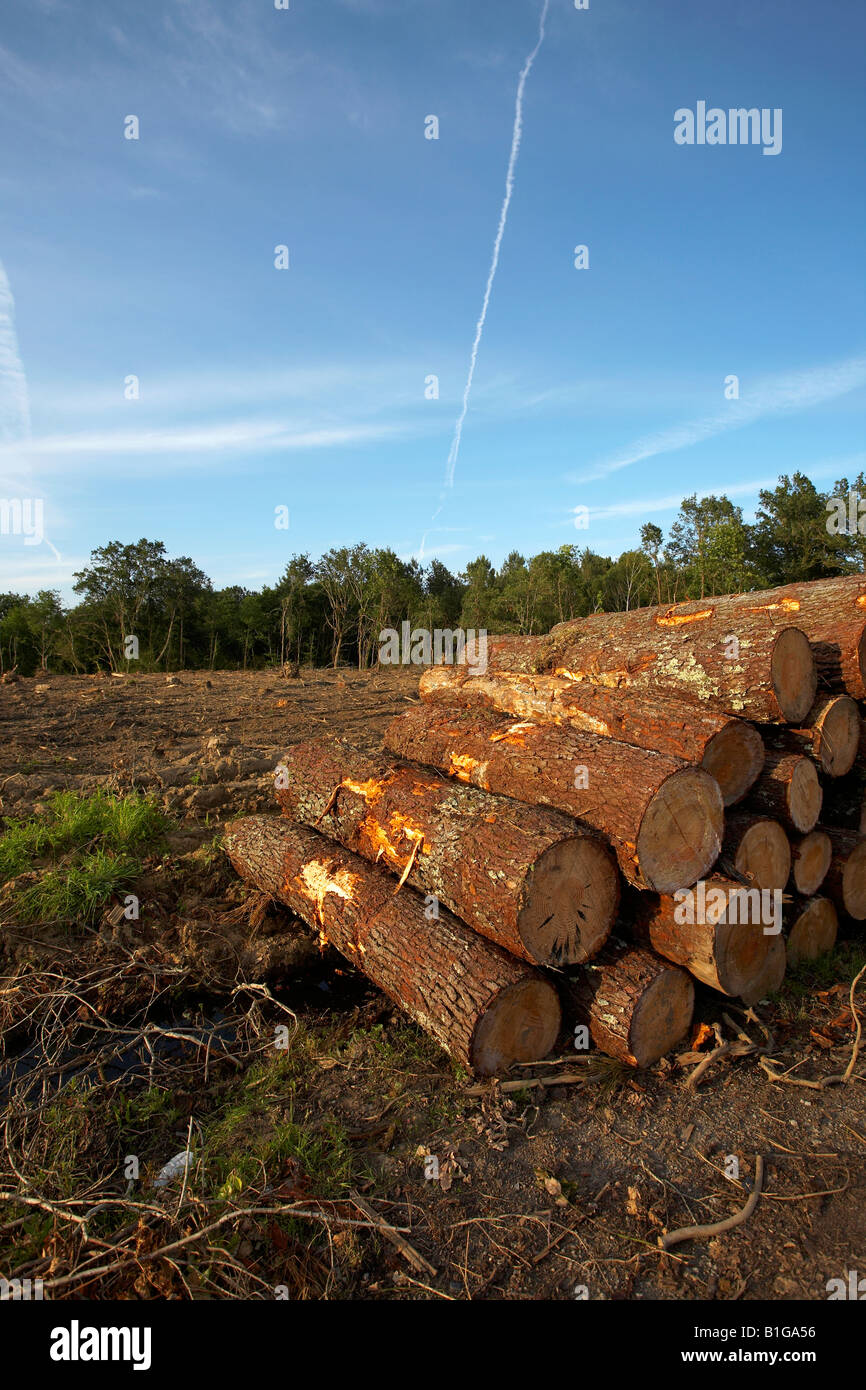 Newly cut pine logs Stock Photo - Alamy