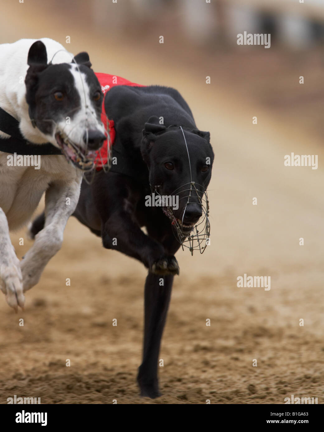 Greyhound dog racing Stock Photo - Alamy