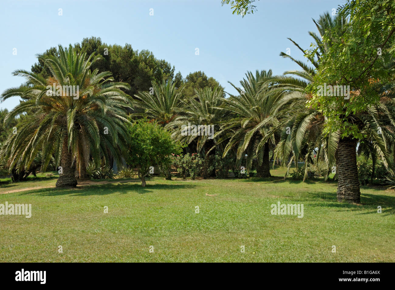 Palm Trees and green grass against a blue sky create a restful scene in ...