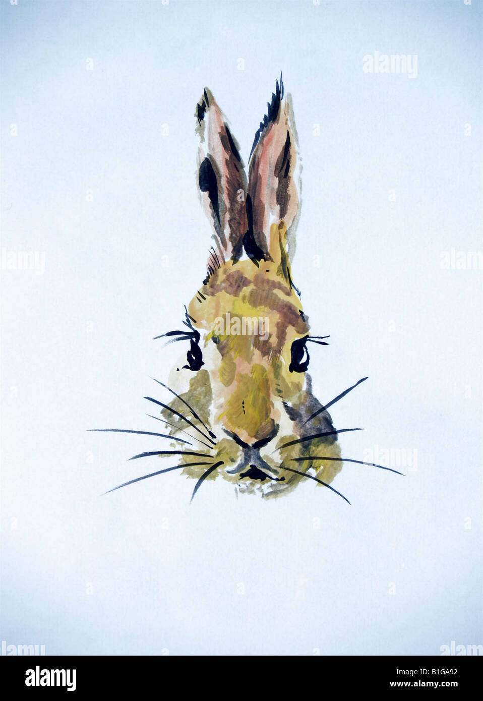 Closeup of a rabbit Stock Photo - Alamy