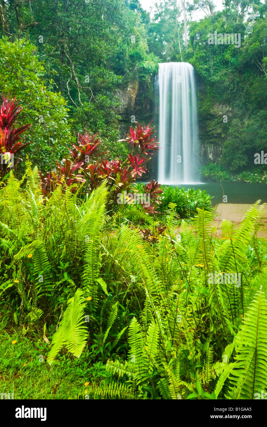 Millaa Millaa falls, a waterfall in Queensland, Australia Stock Photo ...