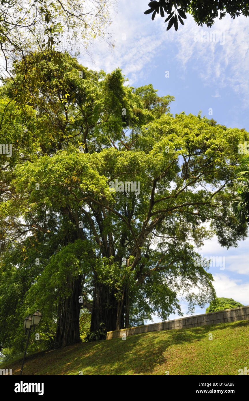 National Park Singapore Trees at Gabriel Swindell blog