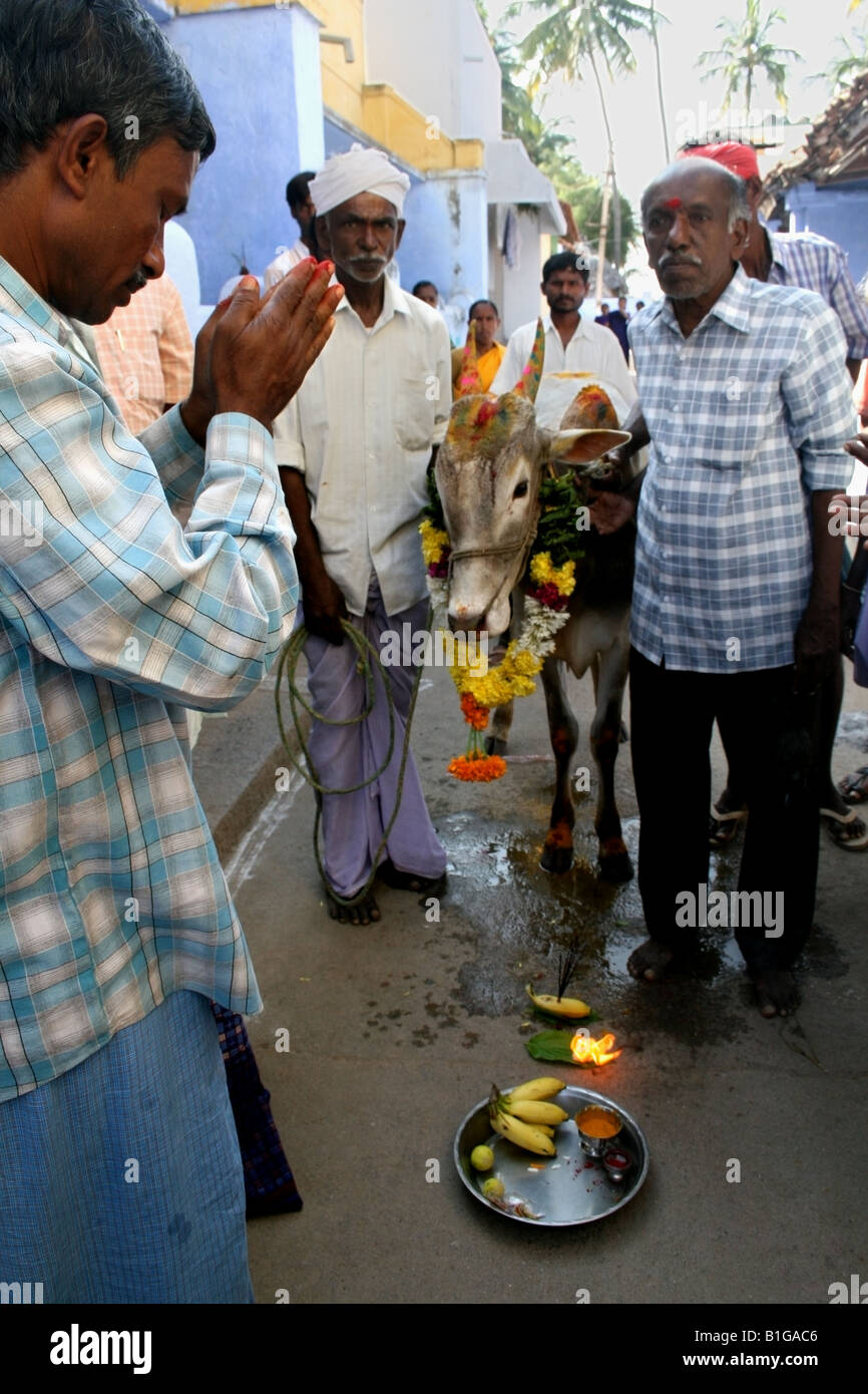Holy cow being blessed by villagers and farmers during the Hindu Hindu ...