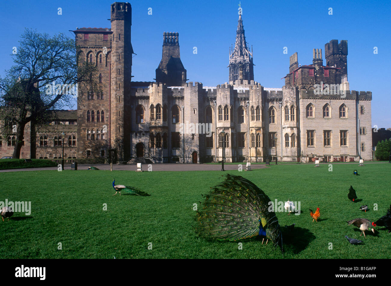 Peacocks on lawn at Cardiff Castle Stock Photo - Alamy