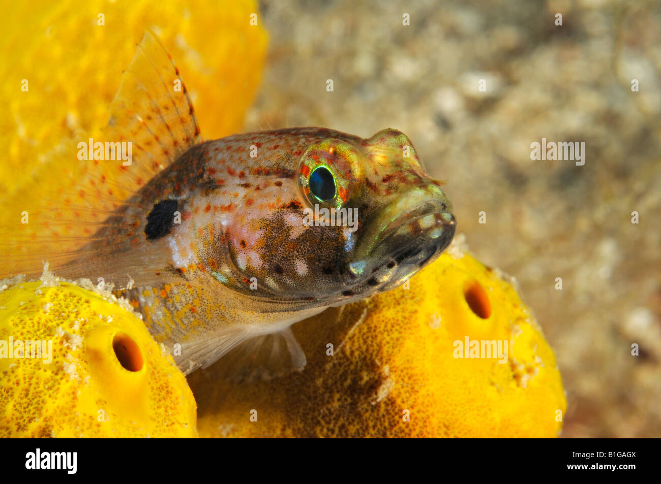 Sand goby Pomatoschistus minutus on golden sponge Stock Photo - Alamy