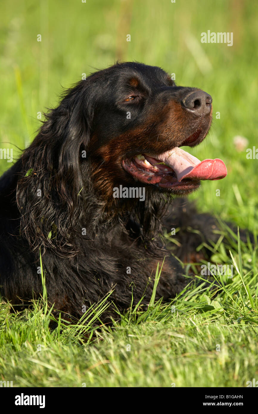 Gordon setter portrait Stock Photo - Alamy
