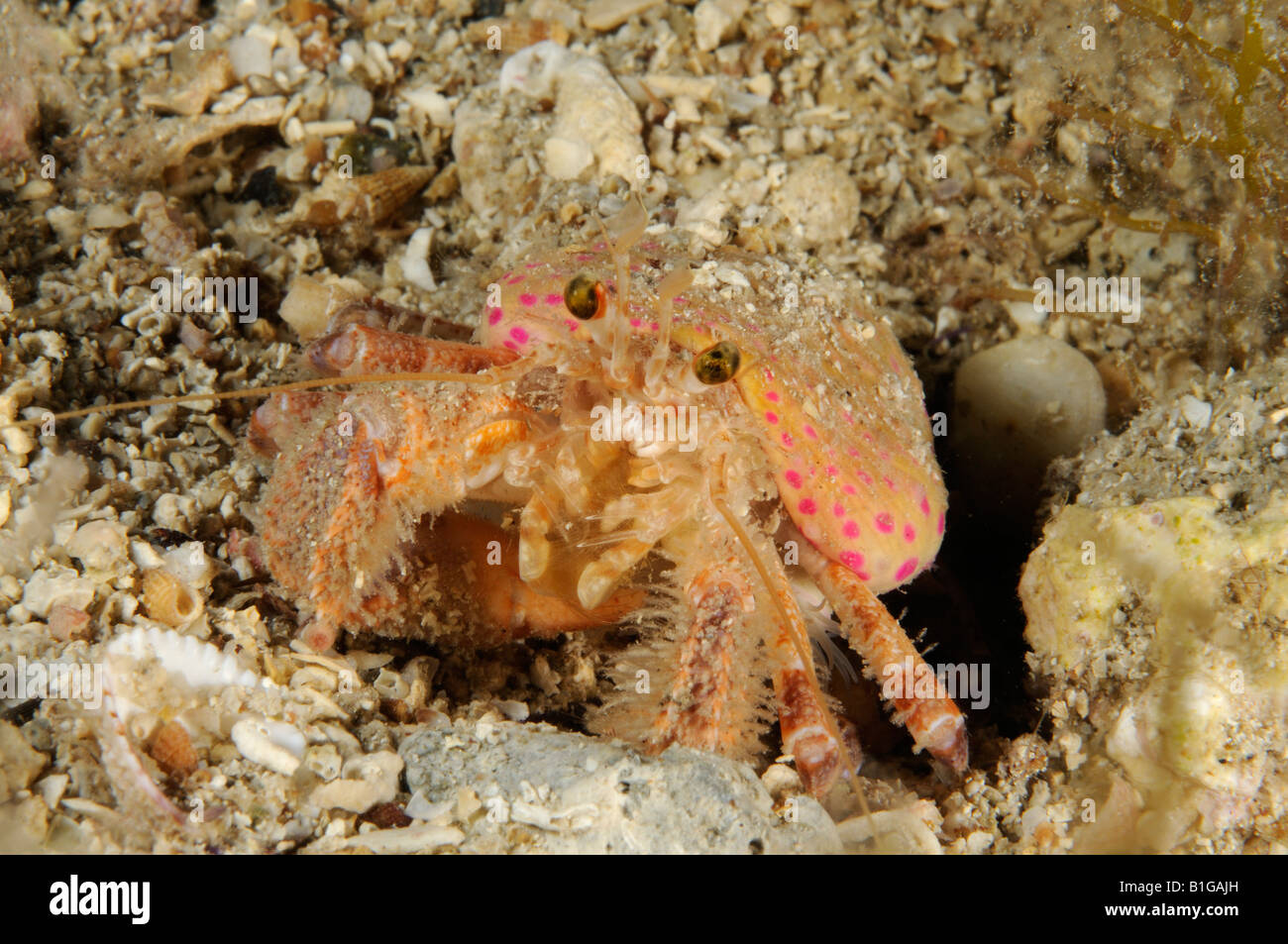 Anemone hermit crab, Pagurus prideaux and Adamsia palliata Stock Photo ...
