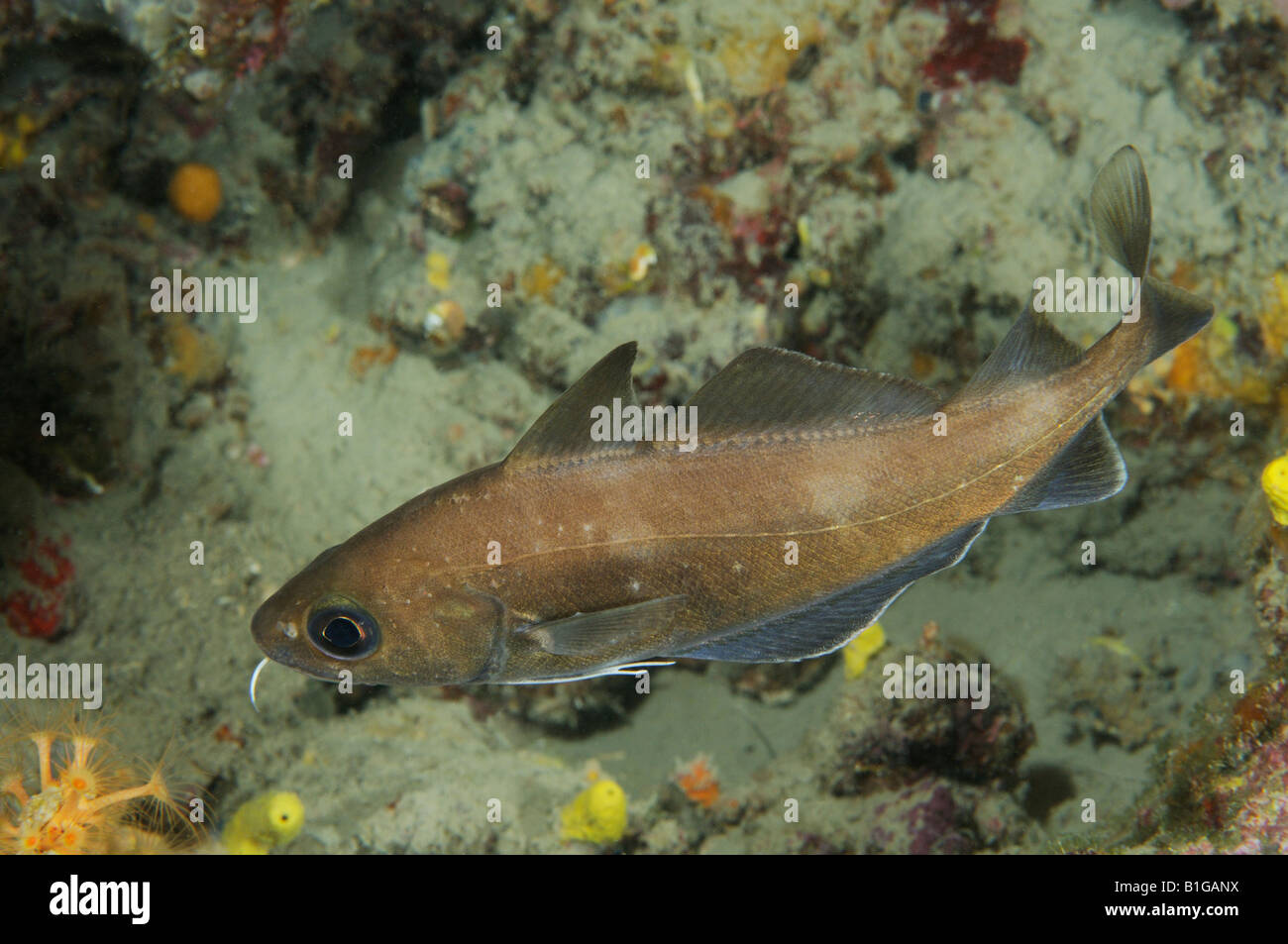 Pout fish hi-res stock photography and images - Alamy