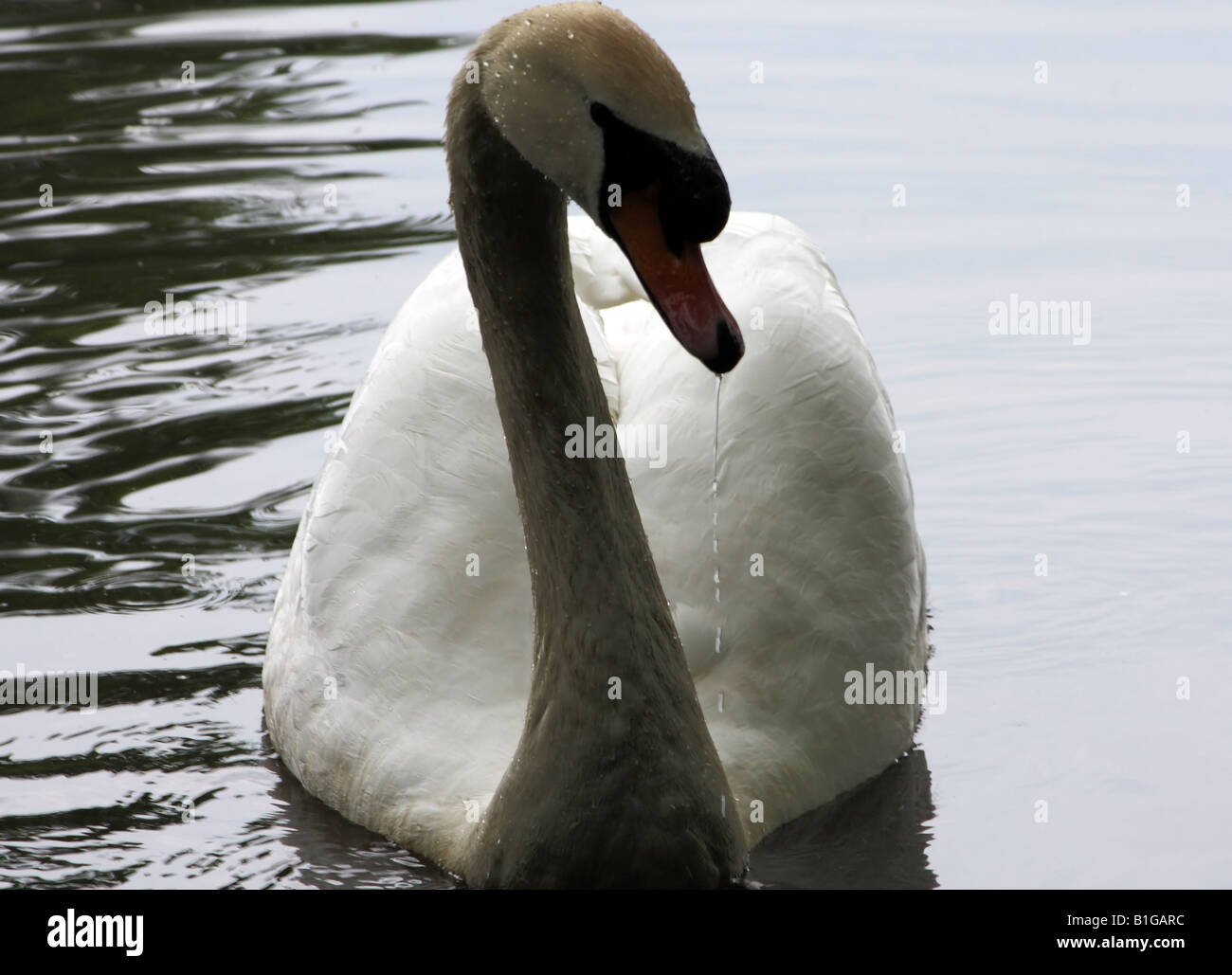 Swan beak mark hi-res stock photography and images - Alamy