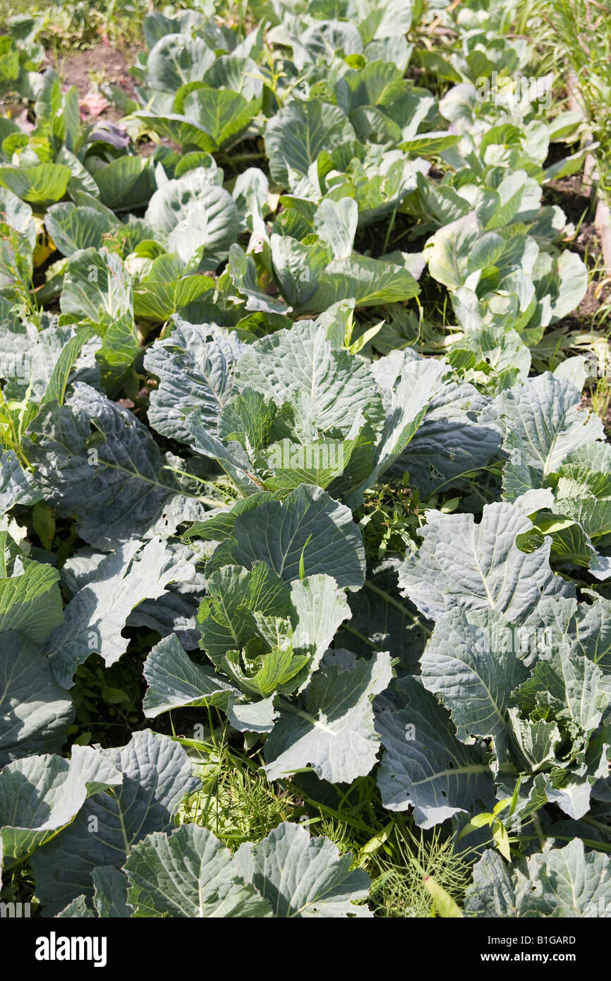 Cabbages in an organic garden Stock Photo - Alamy