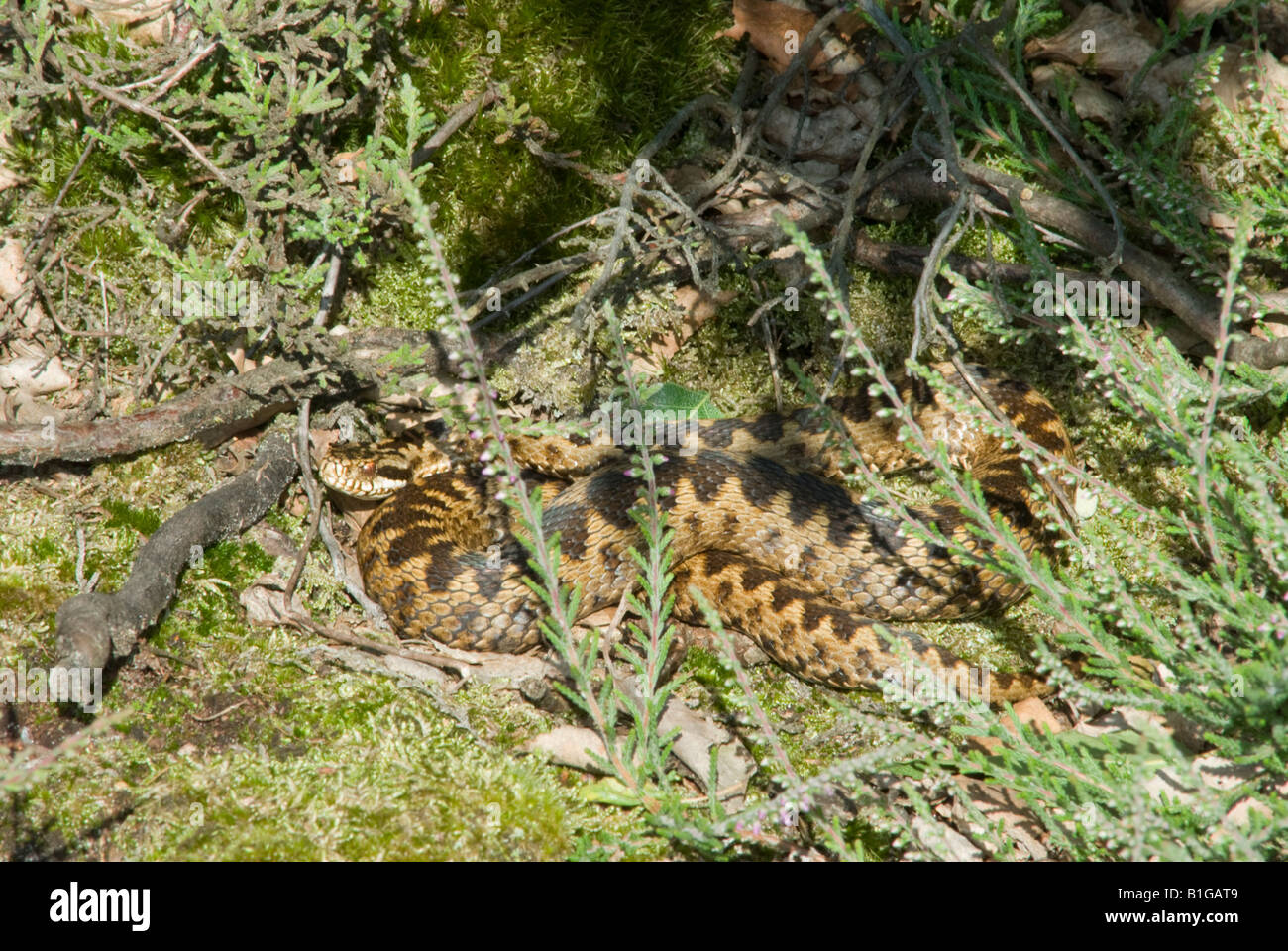 Midhurst Wildlife High Resolution Stock Photography and Images - Alamy
