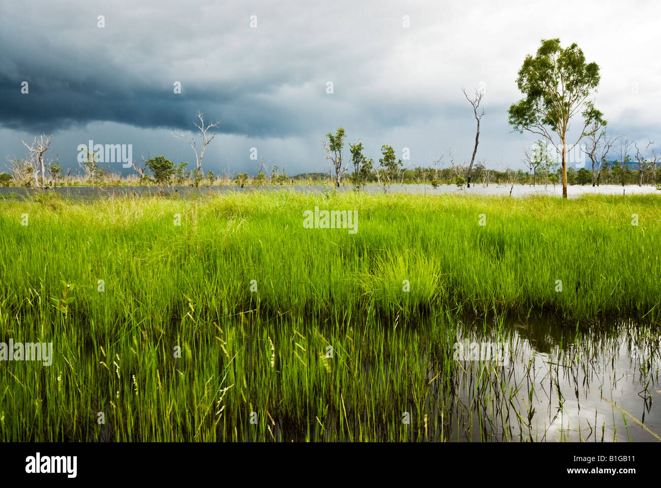 Mareeba wetlands hi-res stock photography and images - Alamy
