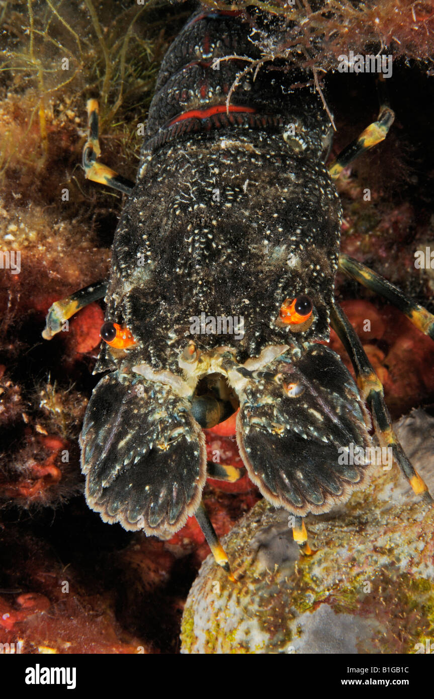 small European locust lobster Scyllarus arctus Stock Photo - Alamy