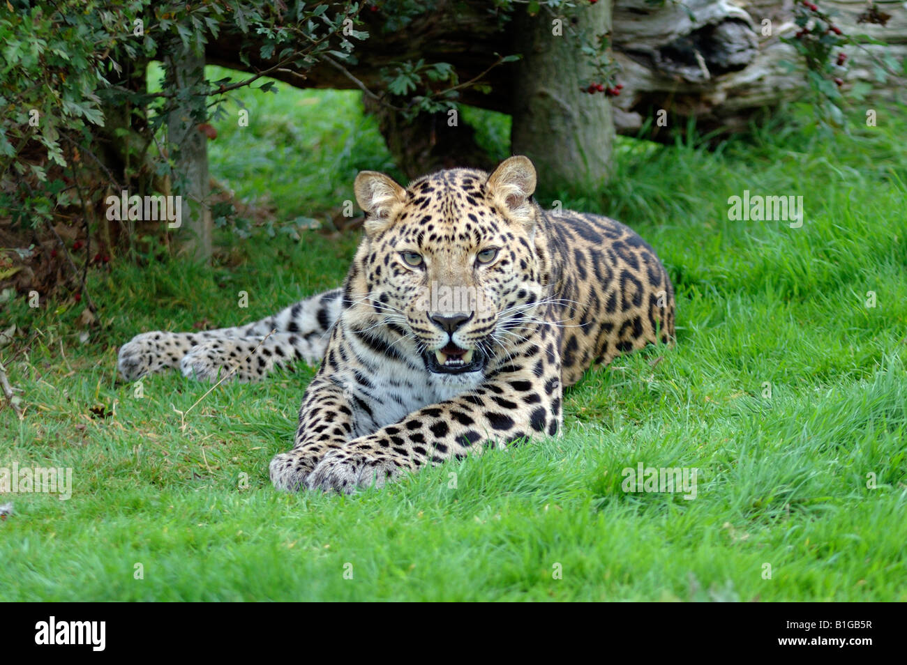 Amur leopard cat siberian leopard hi-res stock photography and images ...
