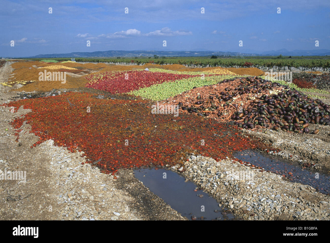 Crops rotting in piles in the fields of Provence France Stock Photo - Alamy