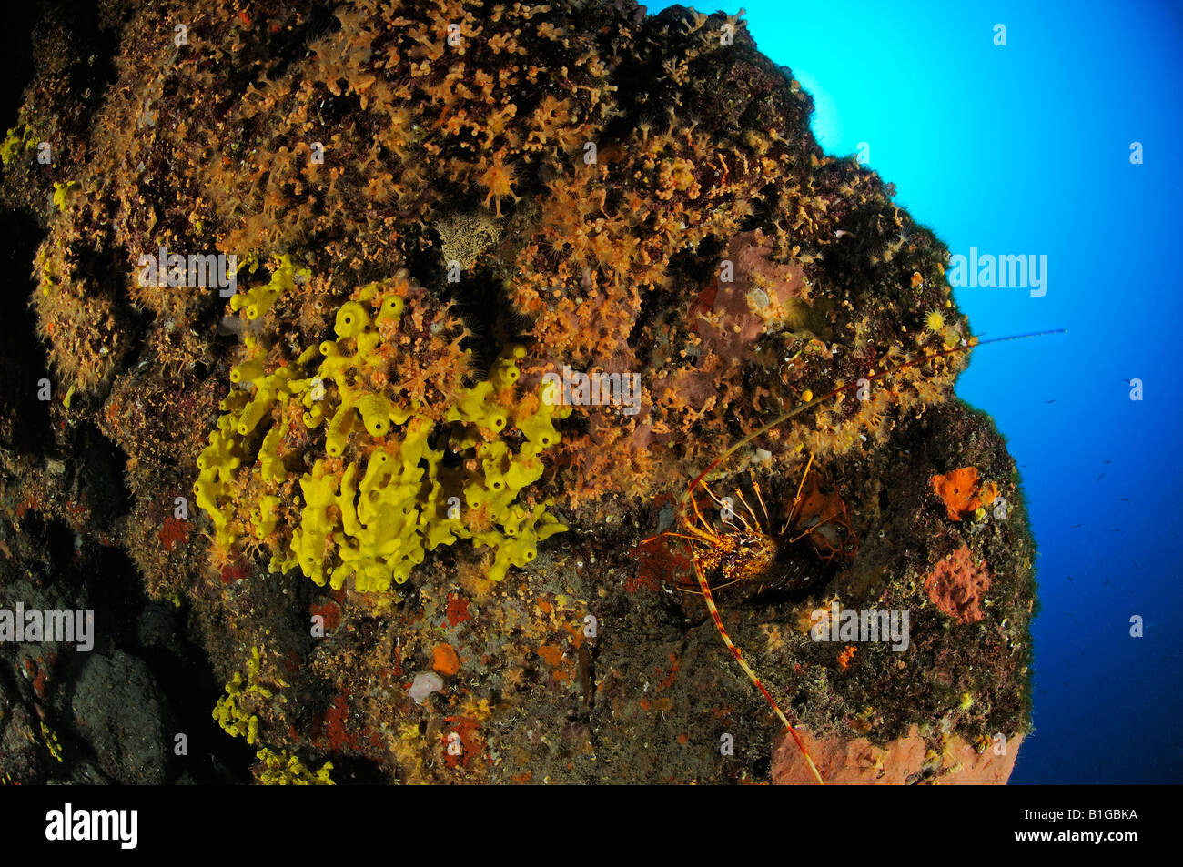 spiny lobster on colorful rocky reef Palinurus elephas Stock Photo - Alamy