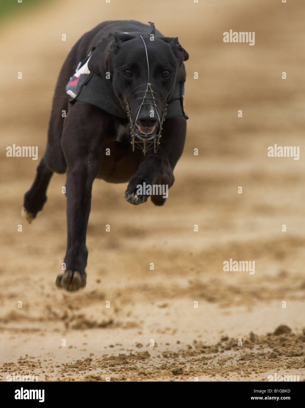 Greyhound dog racing Stock Photo - Alamy