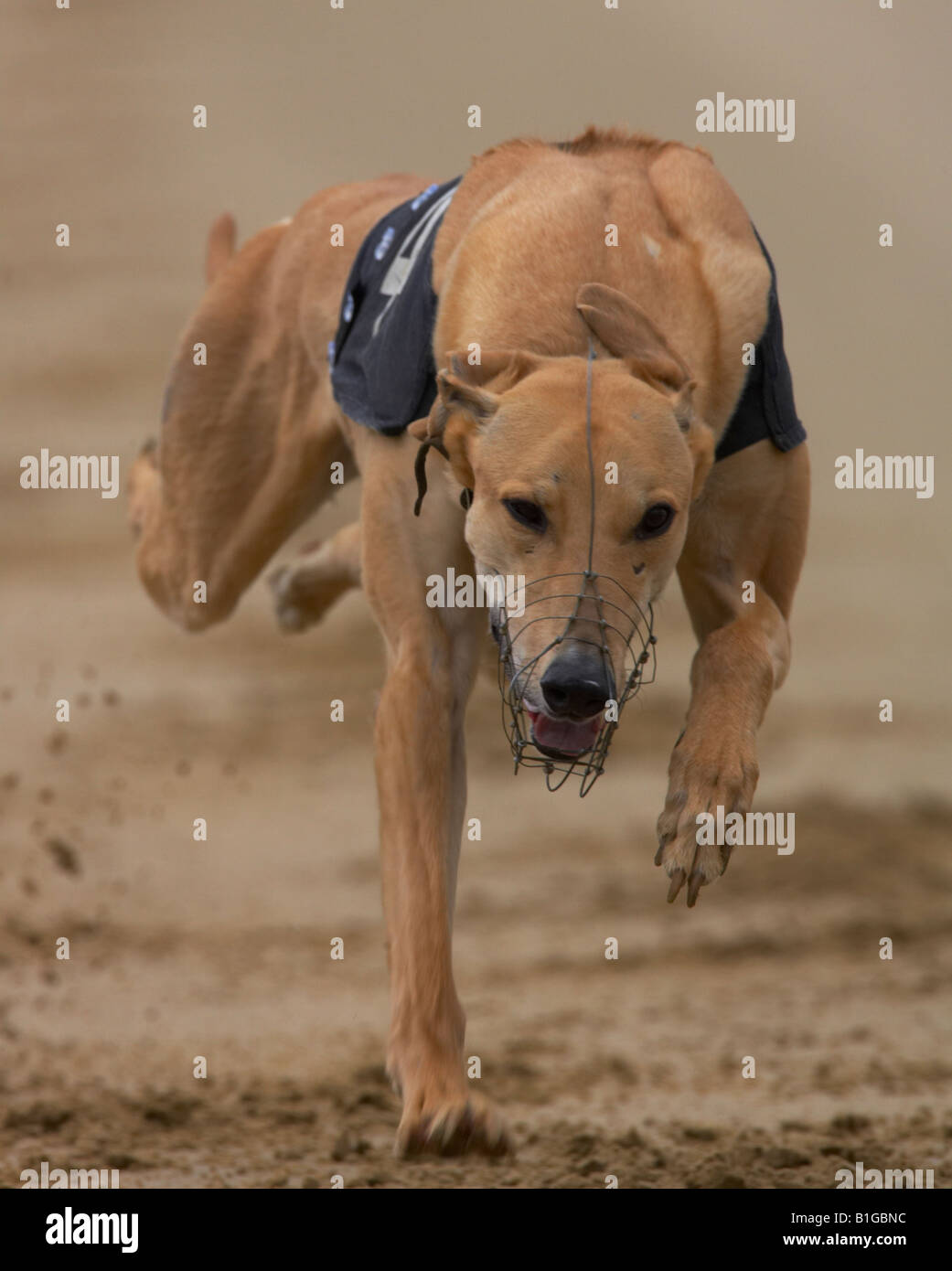 Greyhound dog racing Stock Photo - Alamy