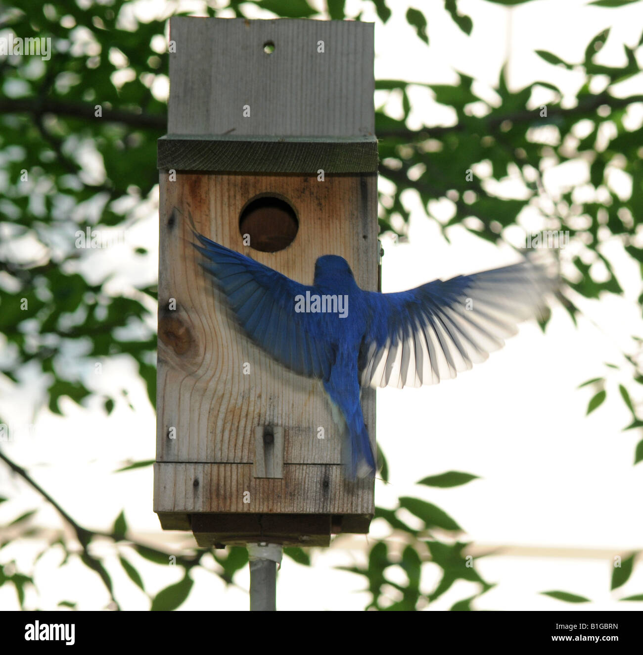 Bluebird with Wings expanded Stock Photo - Alamy