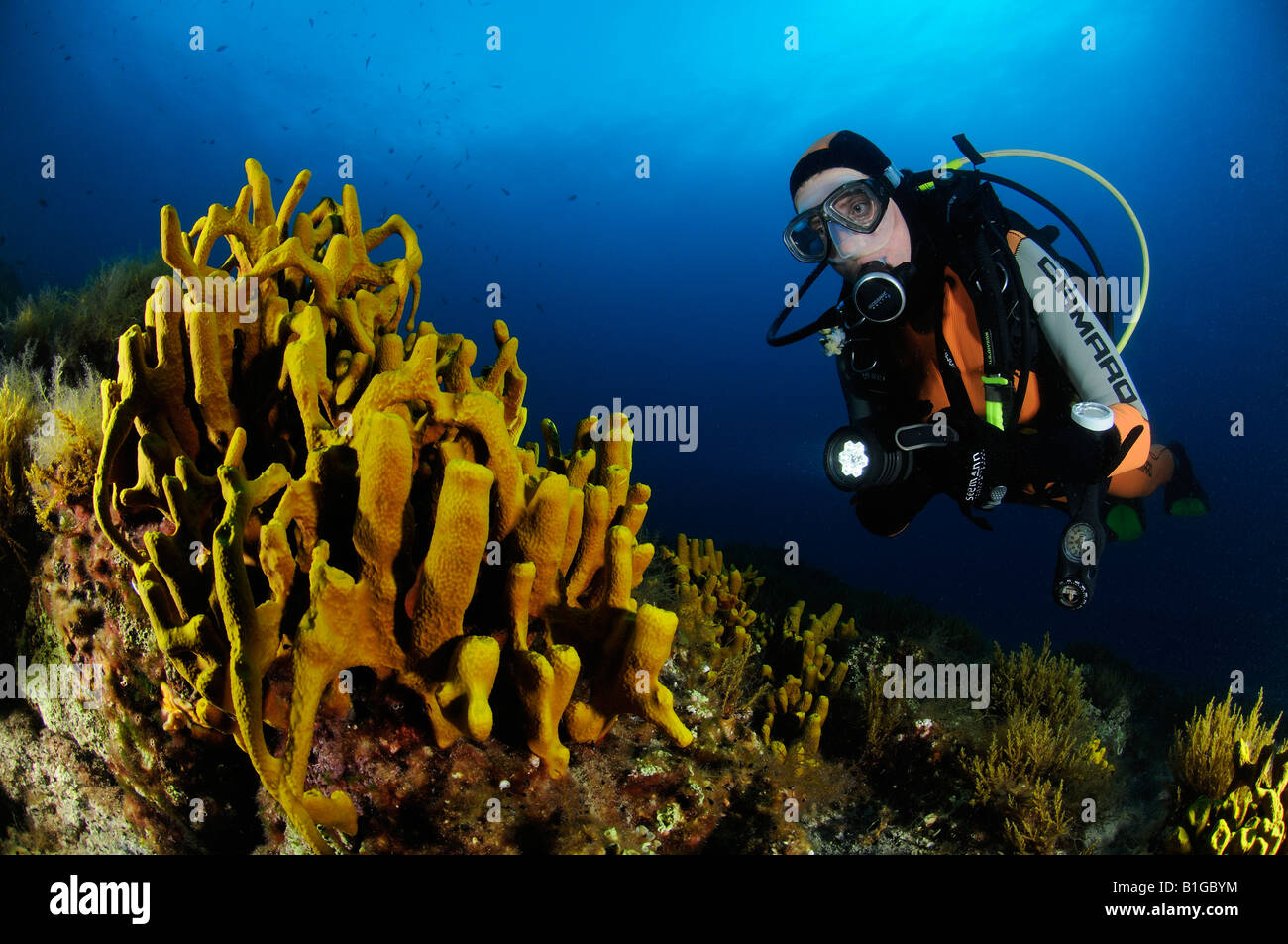 scuba diver with golden sponges Stock Photo - Alamy