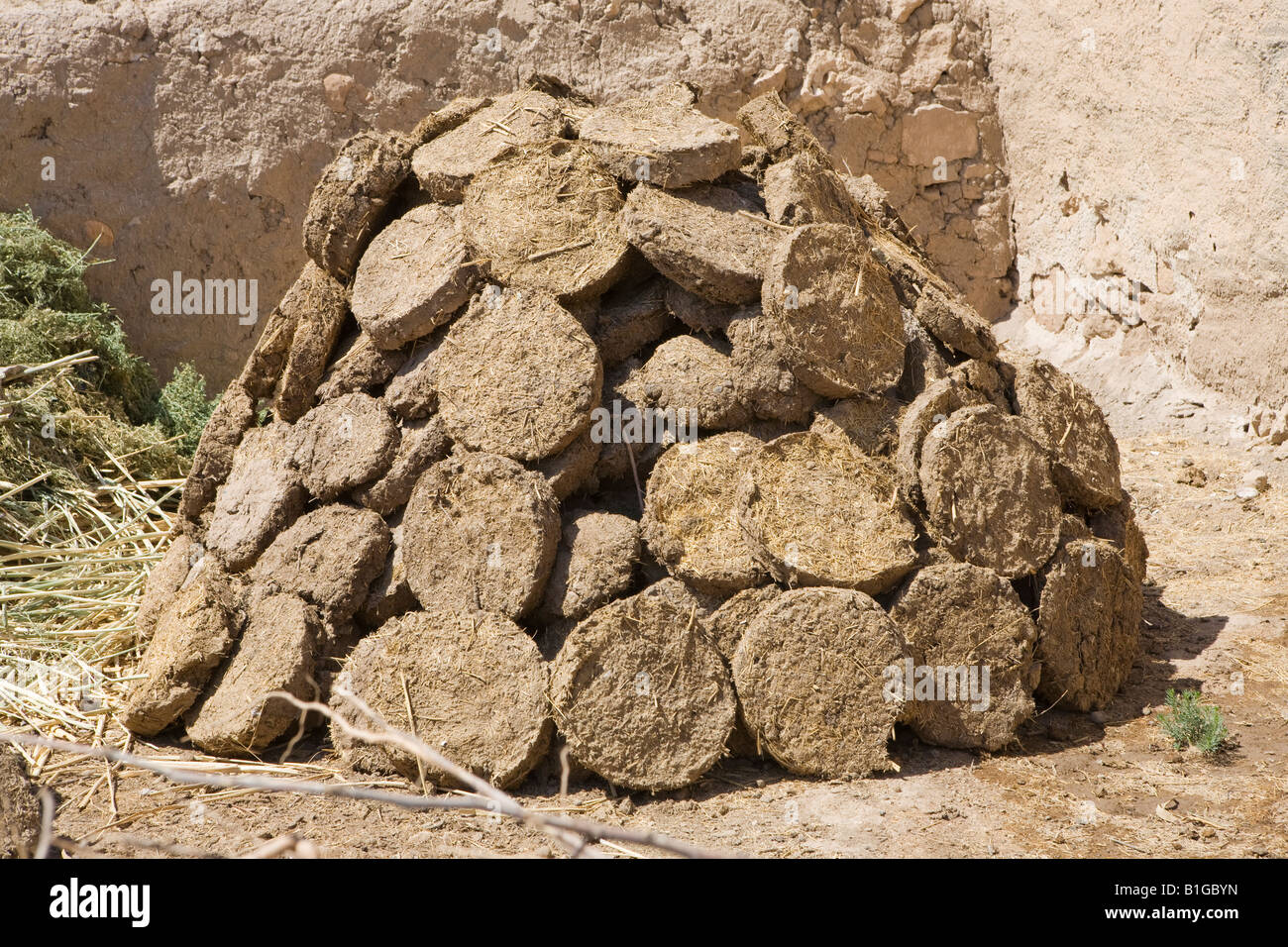 Animal Dung As Fuel