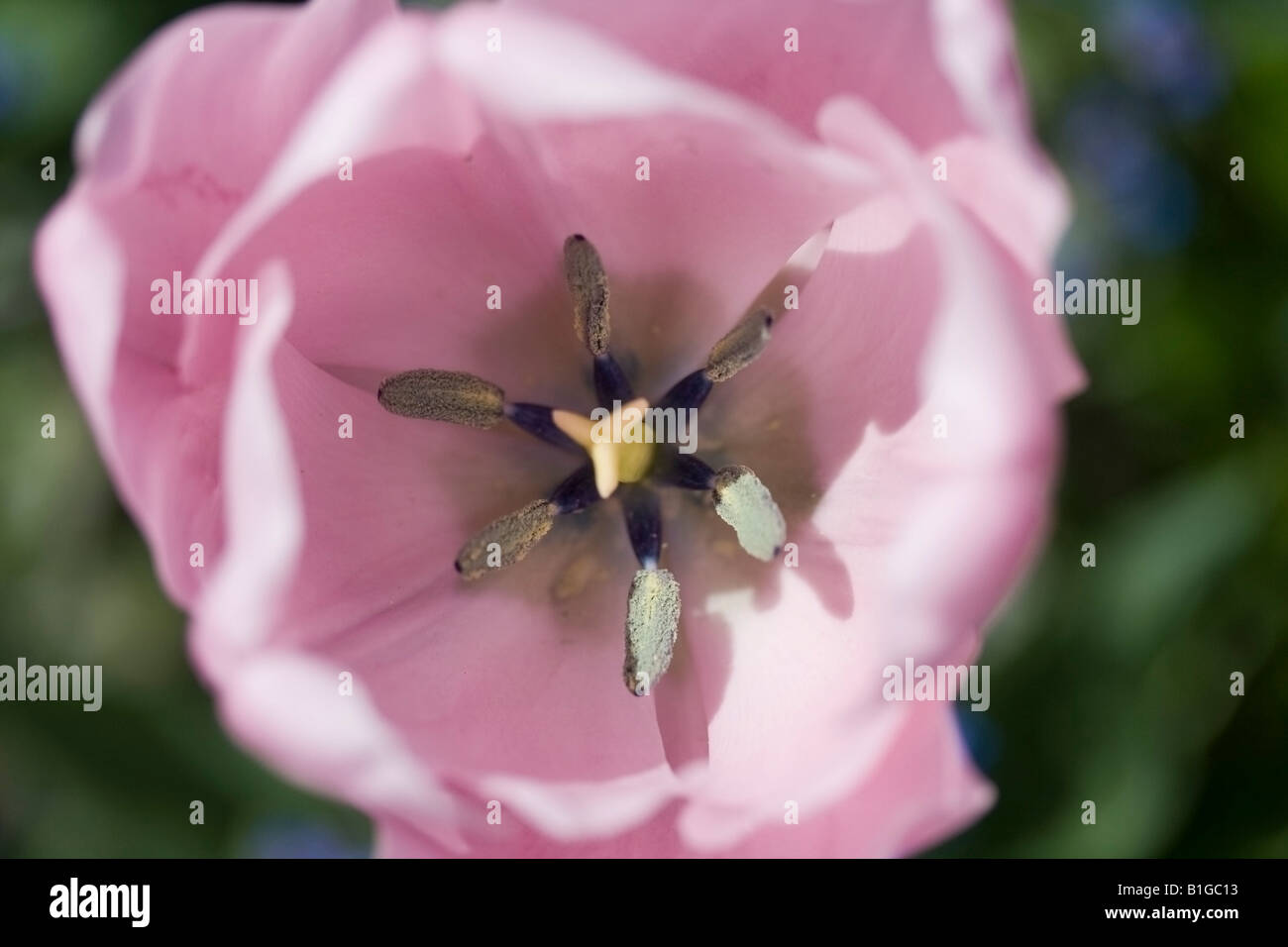 Basifixed hi-res stock photography and images - Alamy