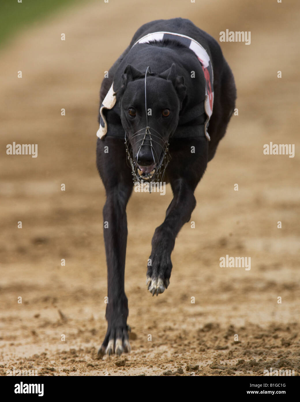 Greyhound dog racing Stock Photo - Alamy